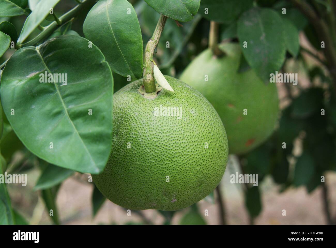 Punjab region hi-res stock photography and images - Alamy