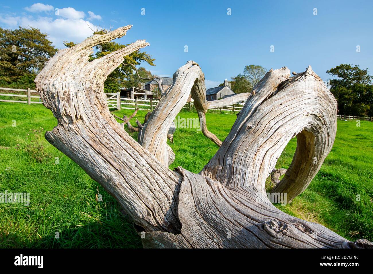 A dead tree on a farm in Holdsworthy, Devon, UK.branch, tree trunk ...
