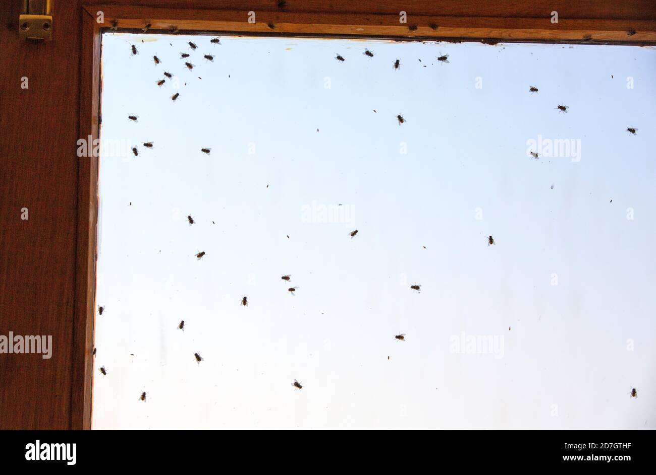 Flies on the inside of a house window Stock Photo - Alamy