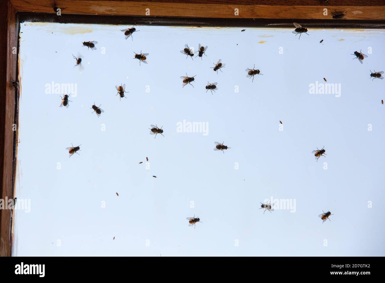 Flies on the inside of a house window Stock Photo - Alamy