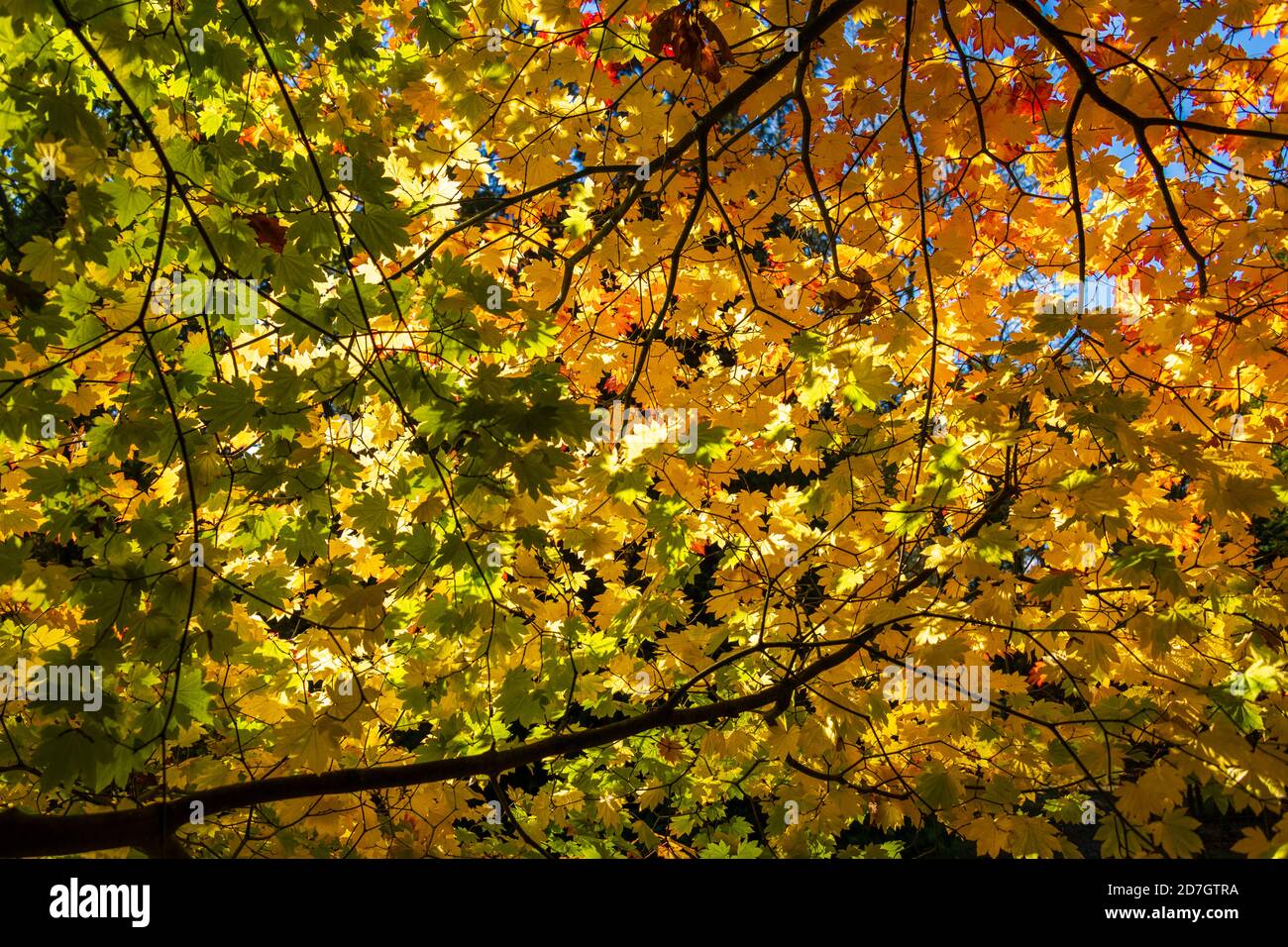 Autumn/Fall Tree Colours Stock Photo - Alamy