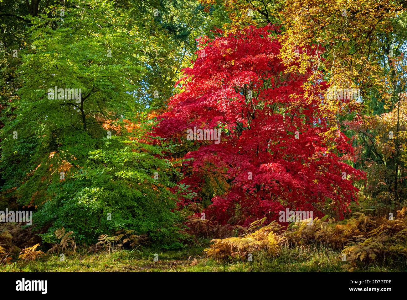 Autumn/Fall Tree Colours Stock Photo - Alamy