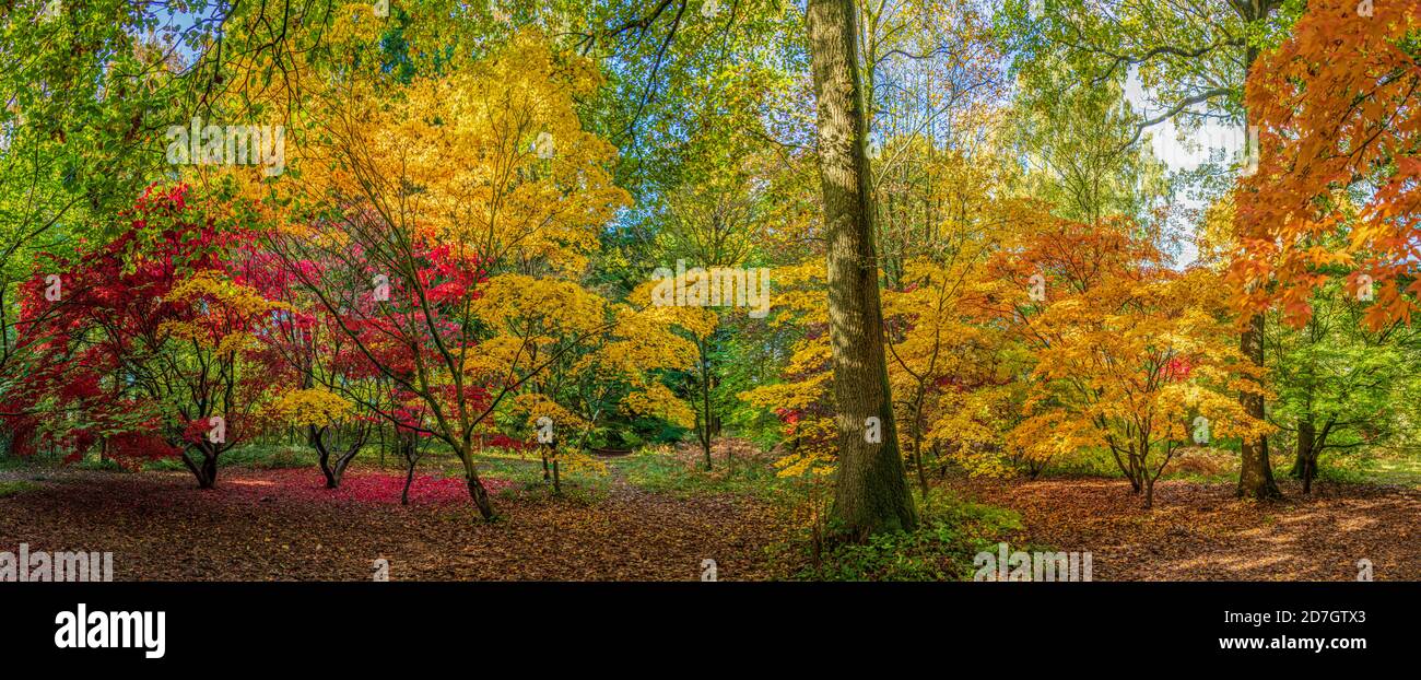 Autumn/Fall Tree Colours Stock Photo - Alamy