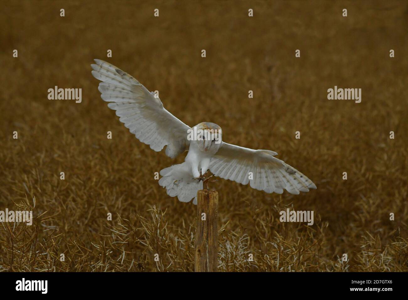 Barn owl in silent flight Stock Photo - Alamy