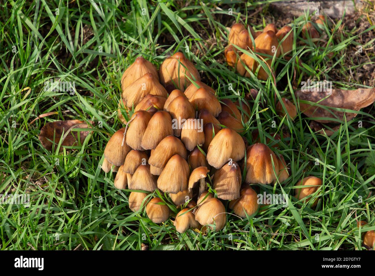 Top view of Glistening inkcap mushrooms in the grass, also called ...