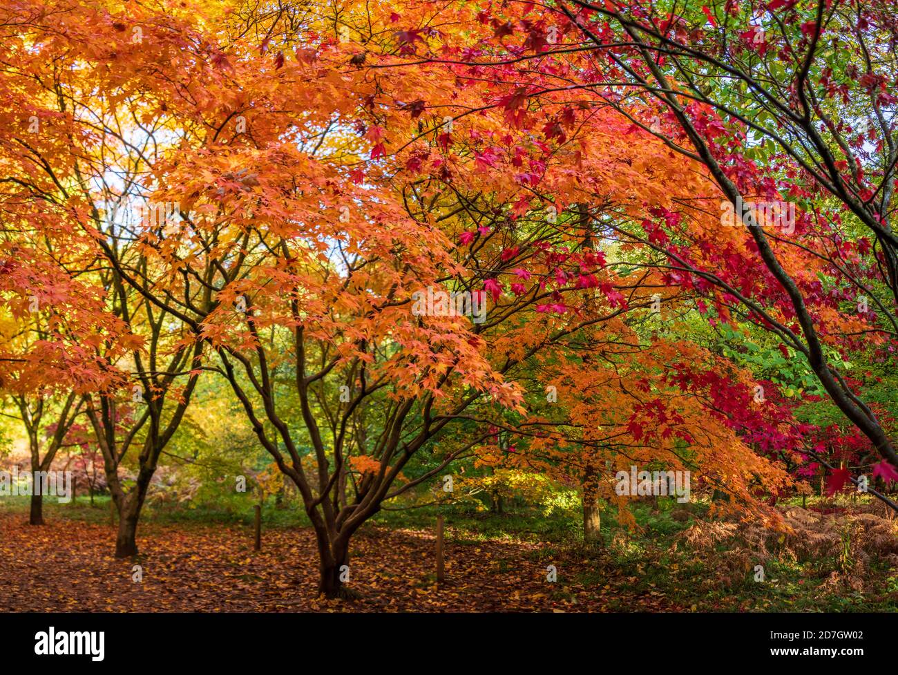 Autumn/Fall Tree Colours Stock Photo - Alamy