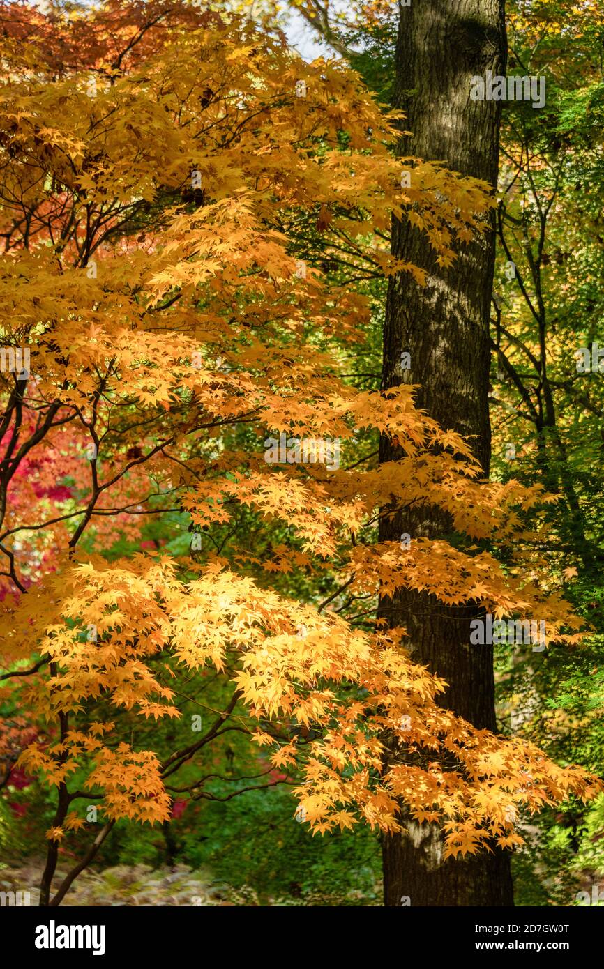Autumn/Fall Tree Colours Stock Photo - Alamy
