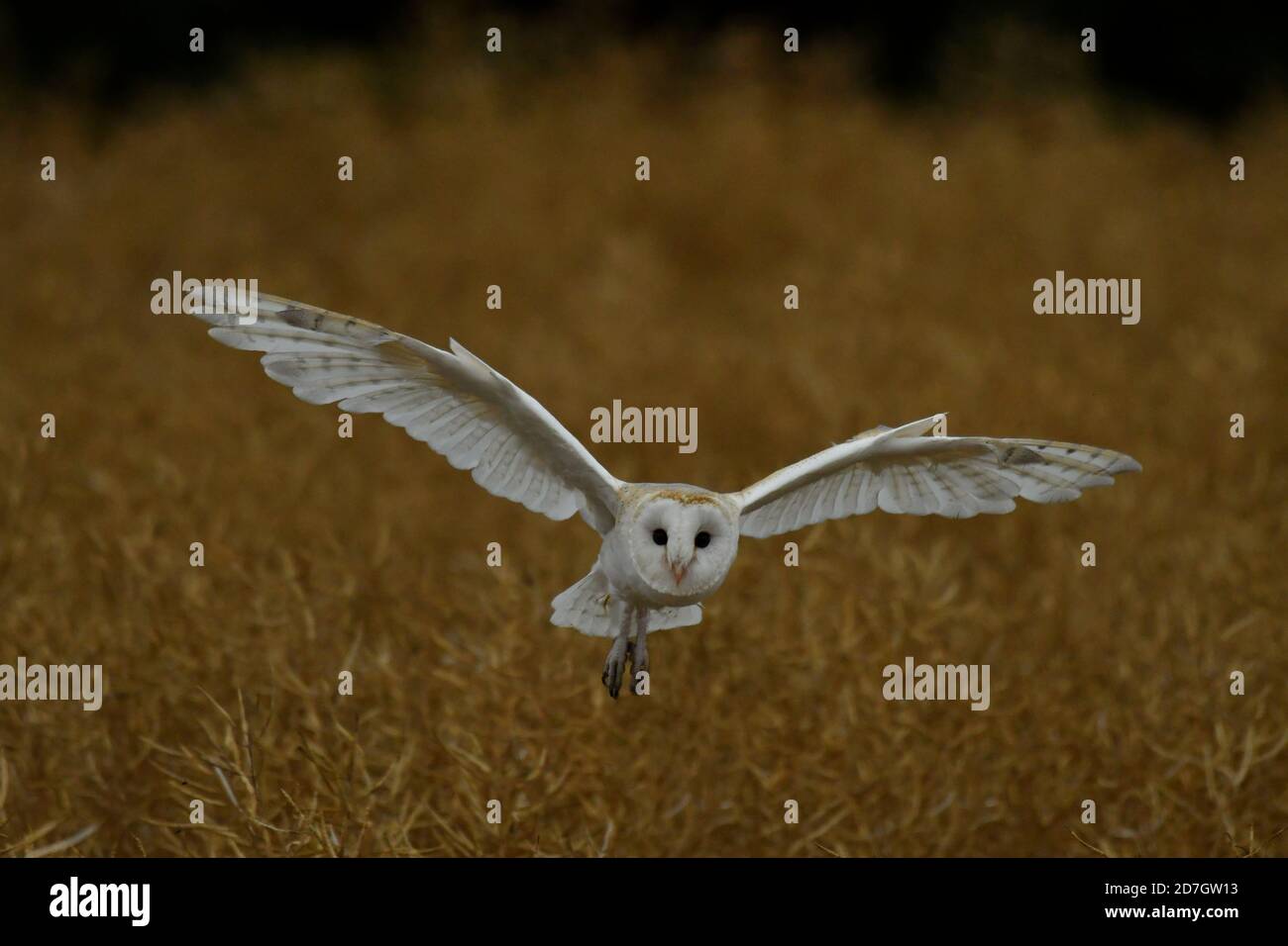 Barn owl in silent flight Stock Photo - Alamy