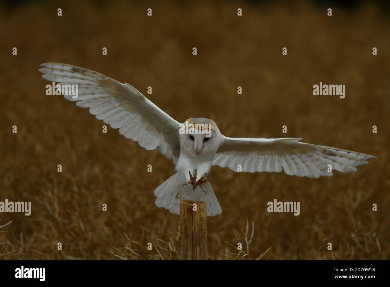 Barn owl in silent flight Stock Photo - Alamy