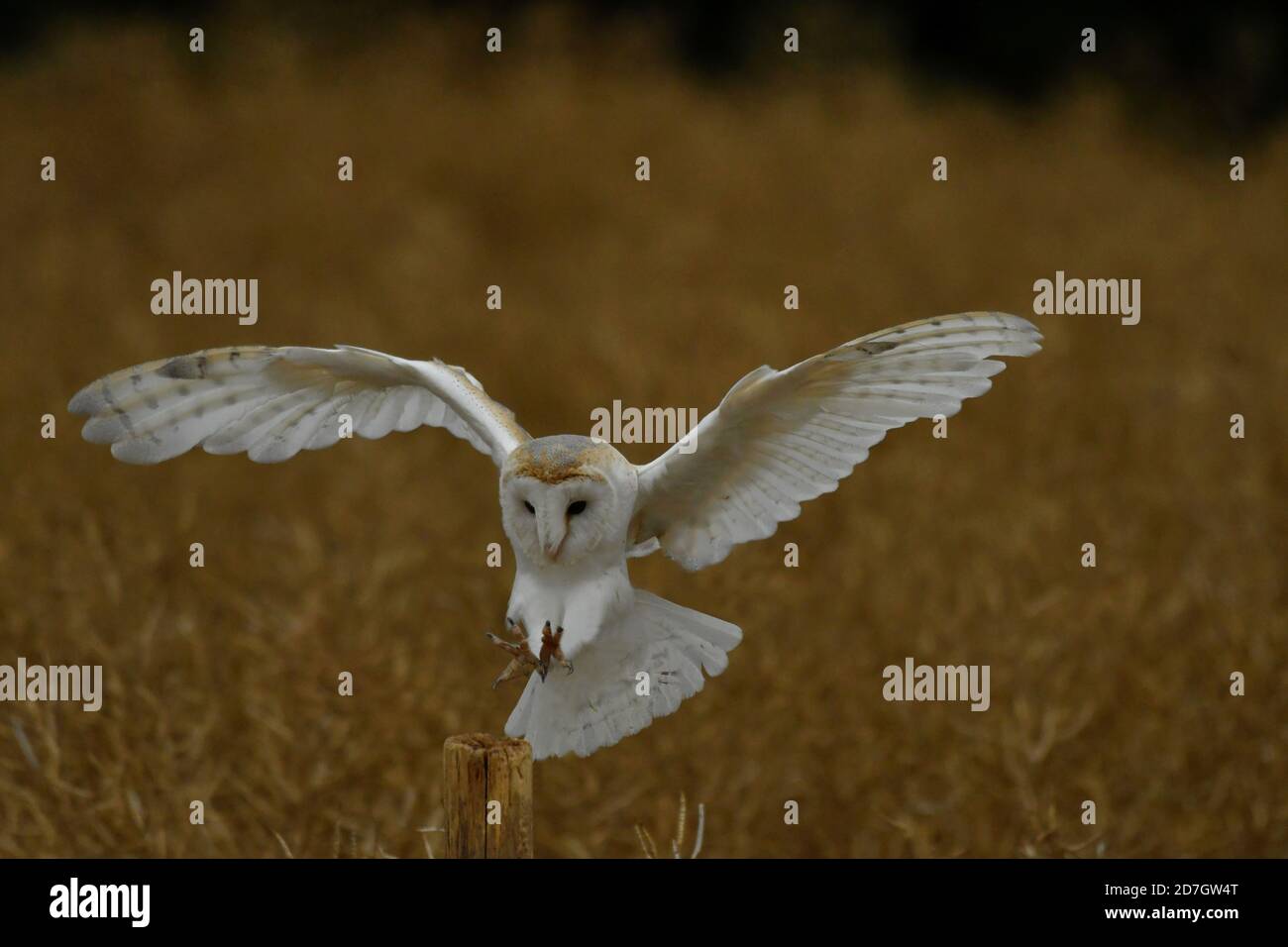 Silent flight hi-res stock photography and images - Alamy