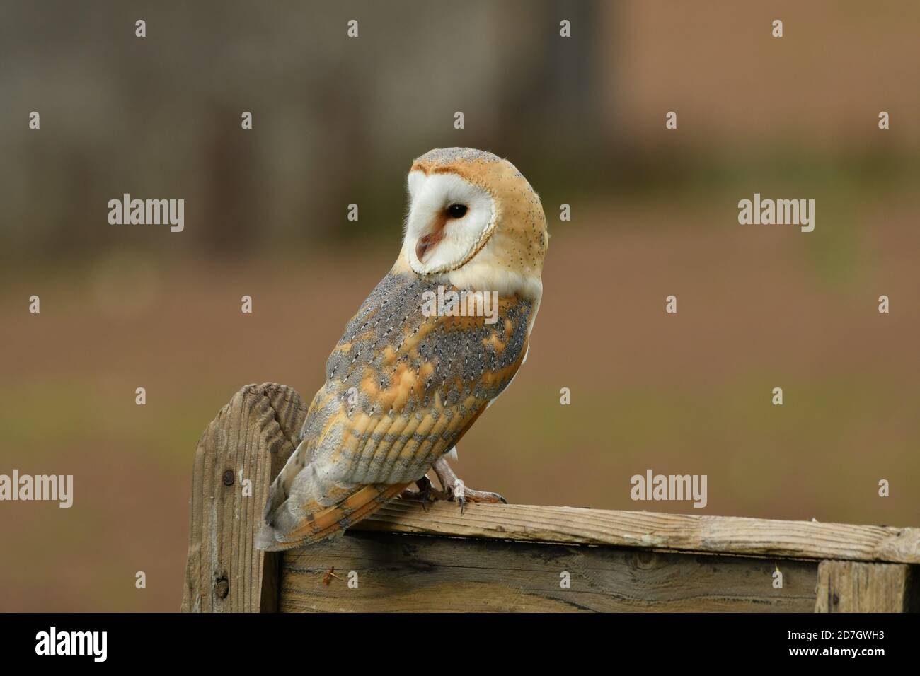 Face to face with Barn Owl Stock Photo - Alamy