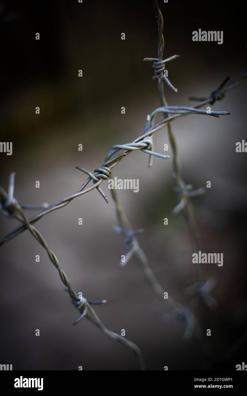 Barbed wire fence detail with shallow depth of field Stock Photo - Alamy
