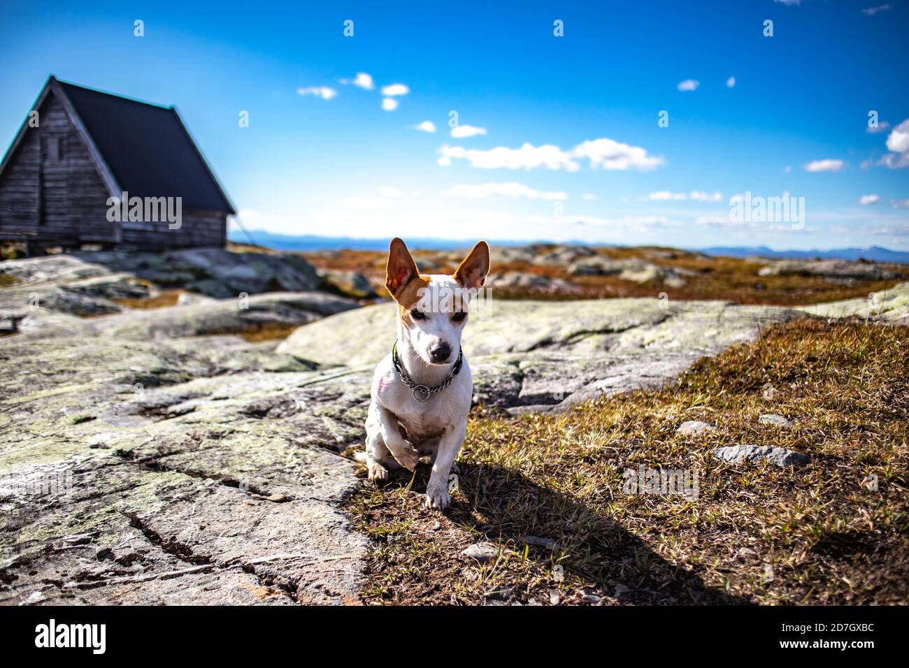 Dog on top of a mountain hi-res stock photography and images - Alamy