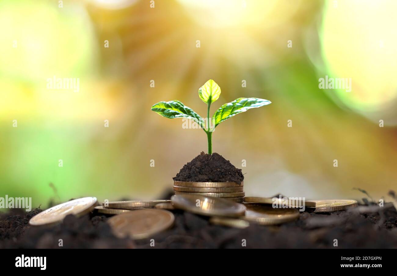 Green money coins plant hi-res stock photography and images - Alamy