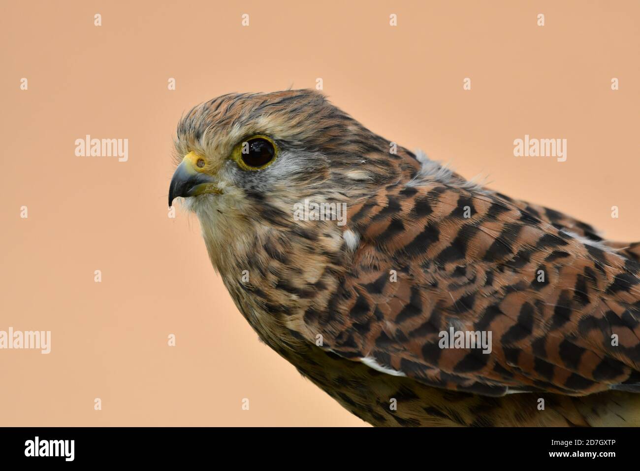 Face to face with female common kestrel Stock Photo - Alamy