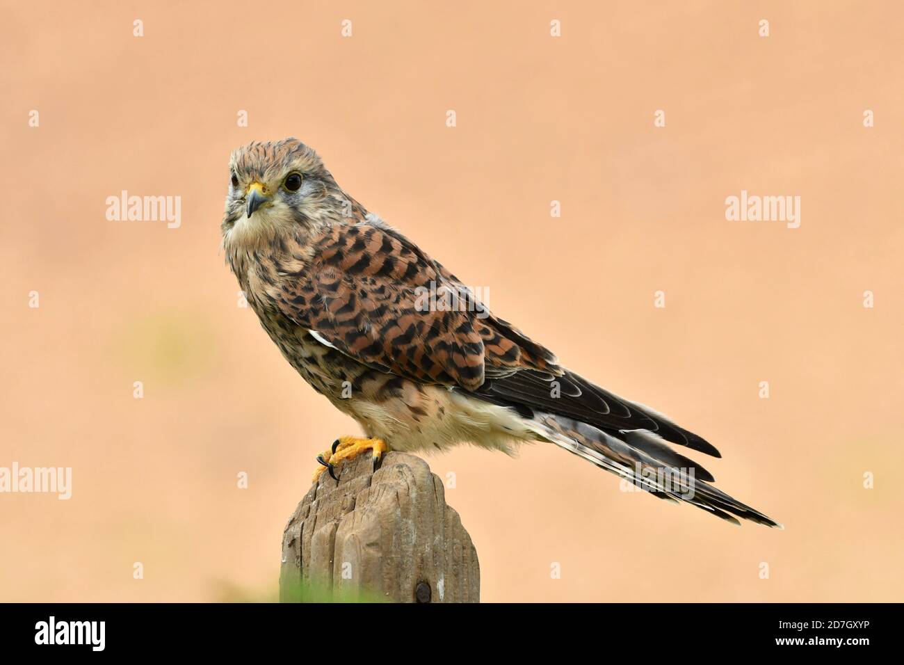 Face to face with female common kestrel Stock Photo - Alamy