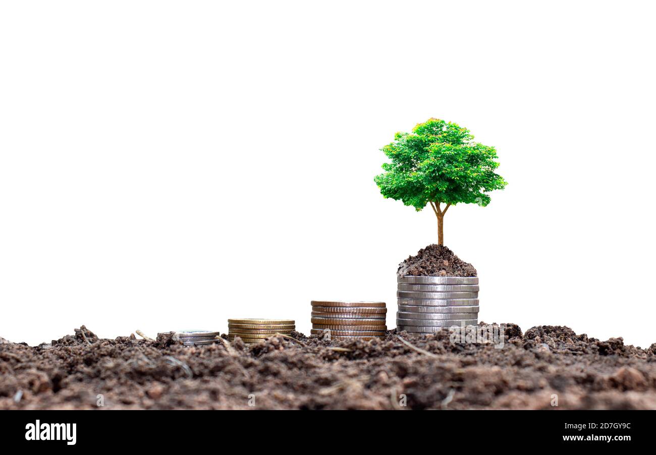 Money tree coins hi-res stock photography and images - Alamy