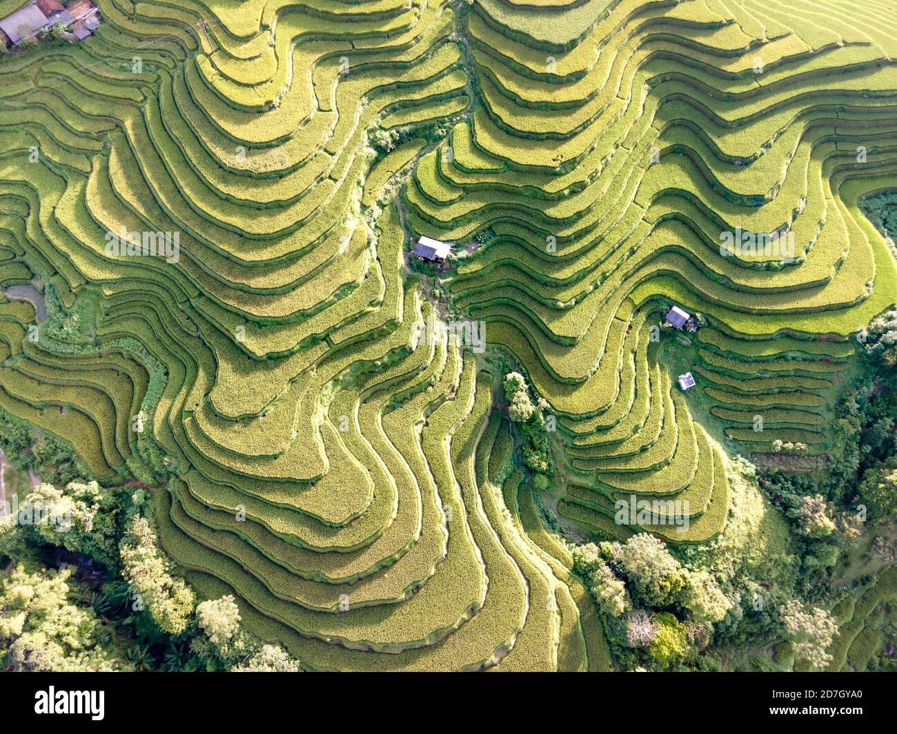 See the stunning scenery of rice terraces during the ripe rice season ...