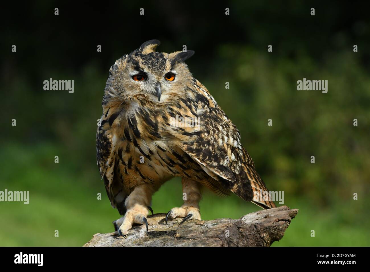 Close up lesser horned hi-res stock photography and images - Alamy