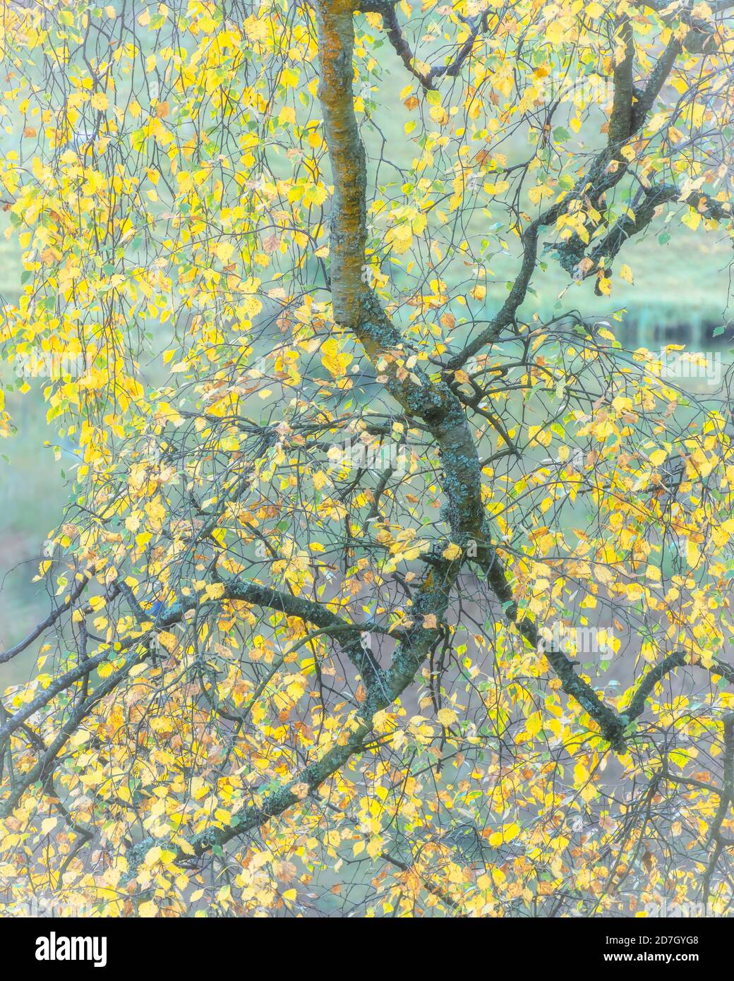 Branch hanging over water hi-res stock photography and images - Alamy