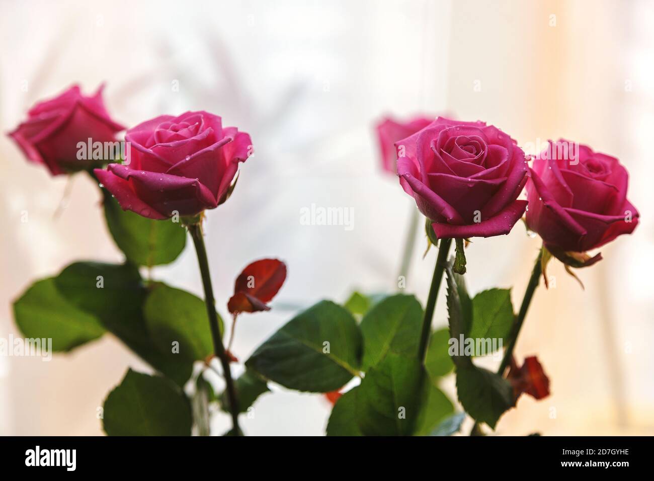 Pink roses in drops hi-res stock photography and images - Alamy