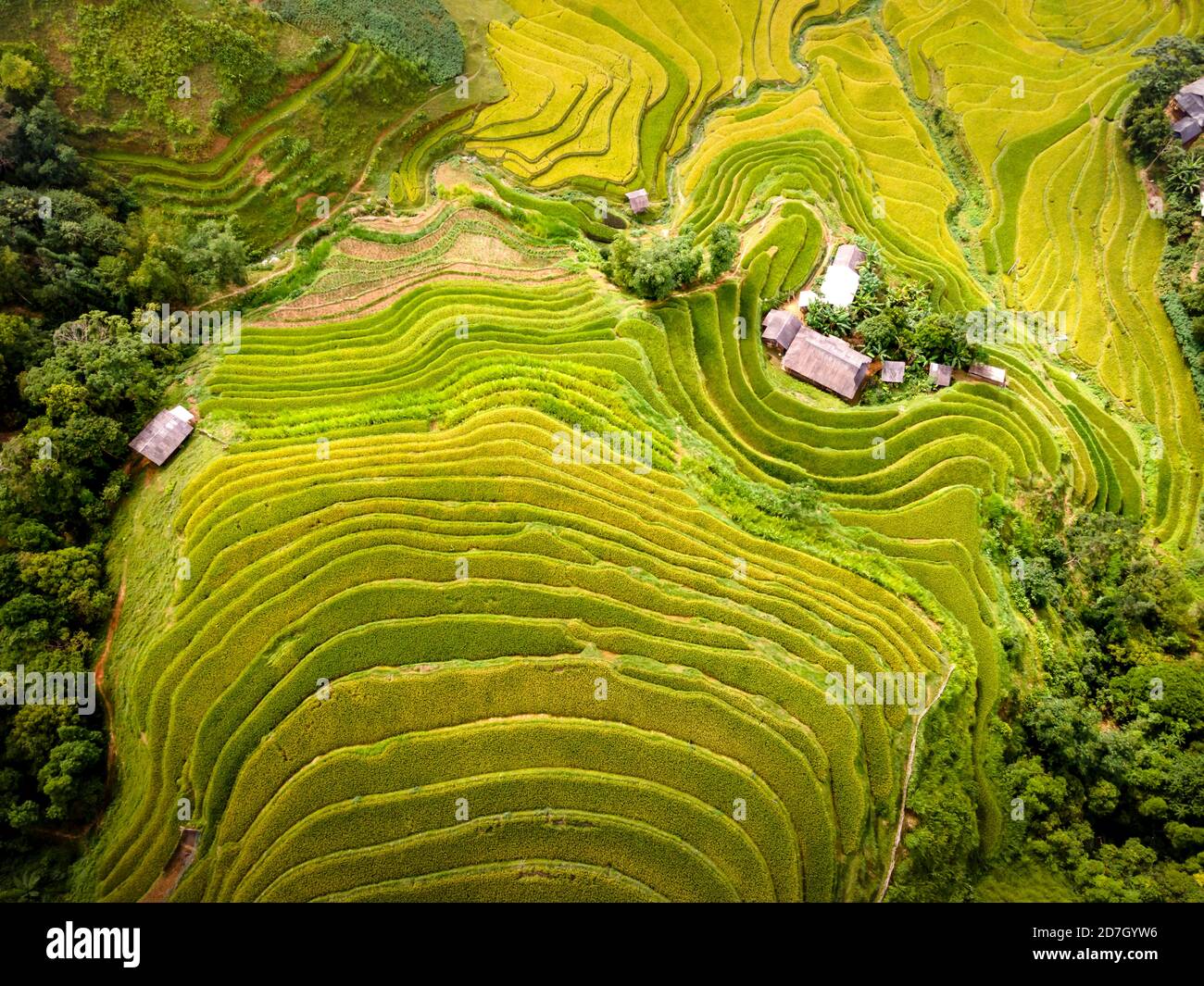 See The Stunning Scenery Of Rice Terraces During The Ripe Rice Season