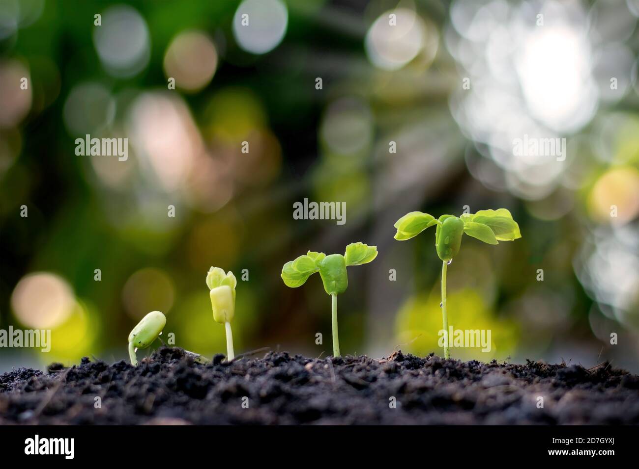 Saplings are growing from fertile soil, including the evolution of ...