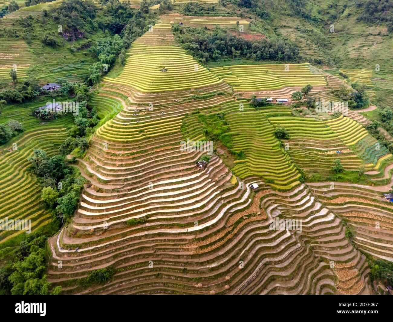 See The Stunning Scenery Of Rice Terraces During The Ripe Rice Season