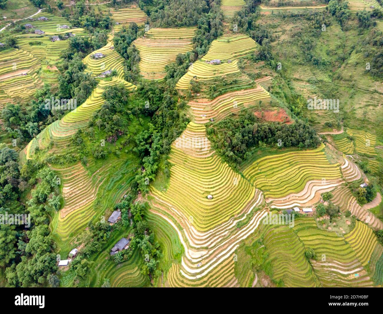 See the stunning scenery of rice terraces during the ripe rice season ...