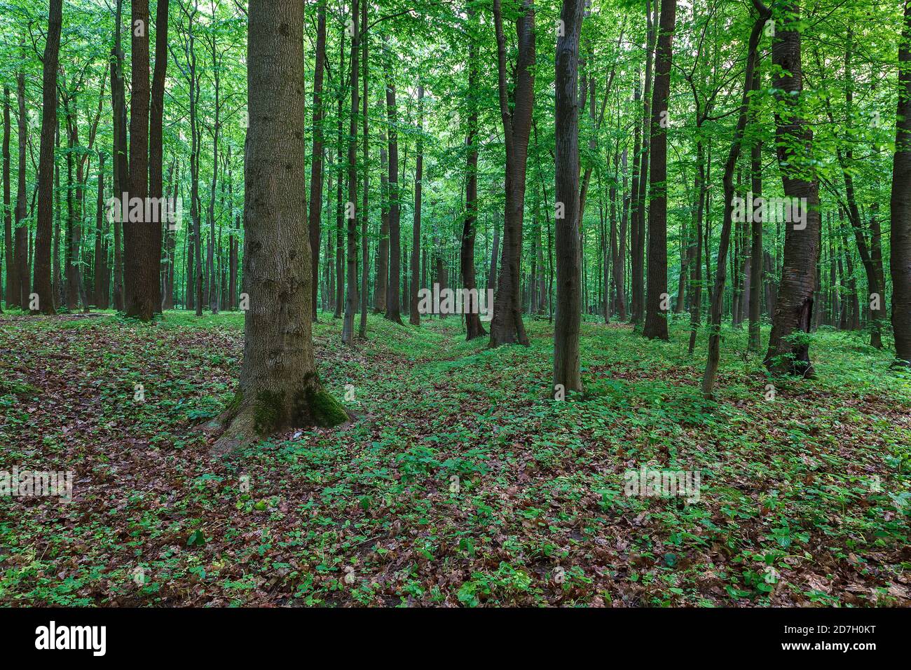 Green spring wet forest with paths and streams Stock Photo - Alamy
