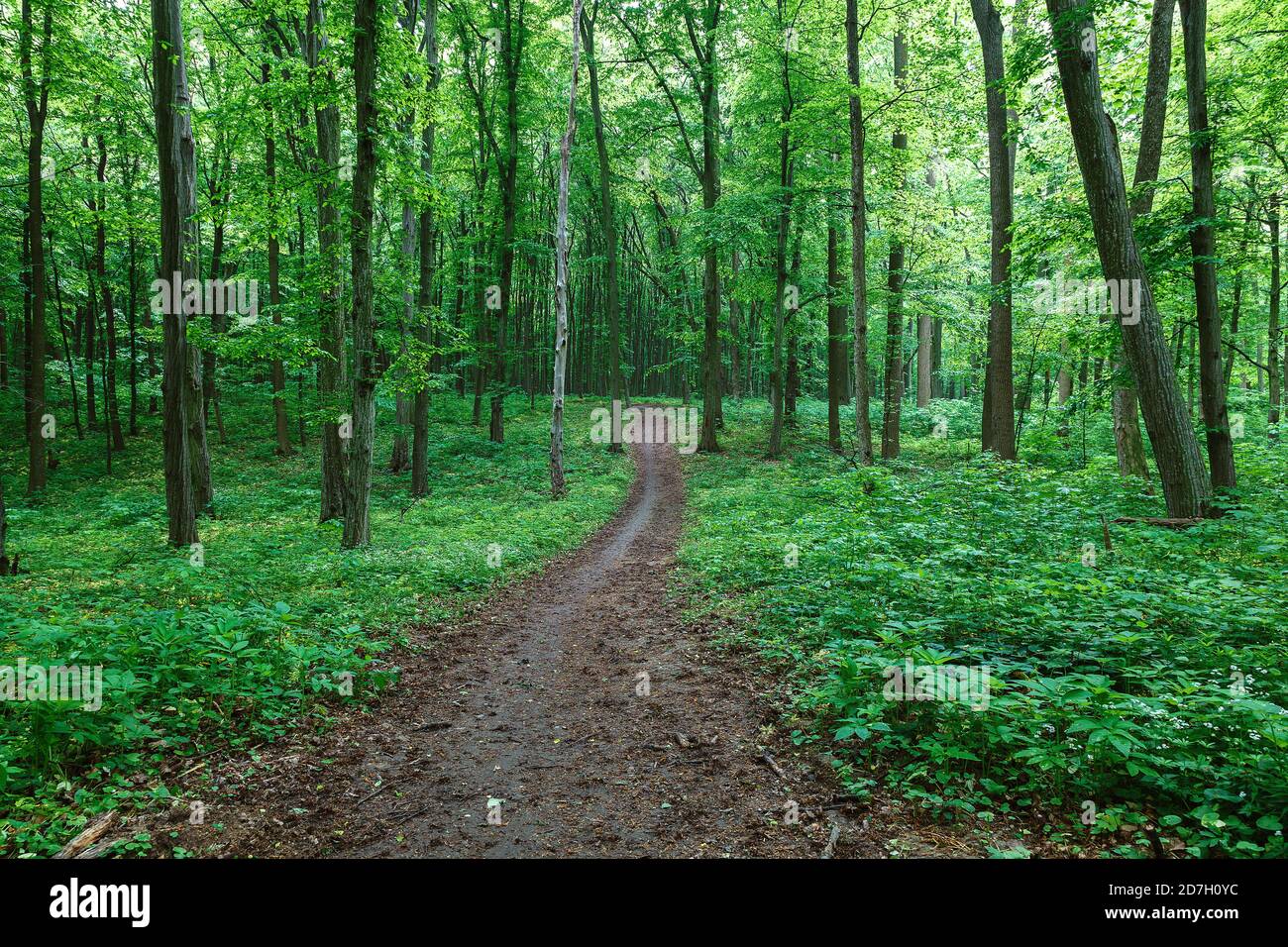 Green spring wet forest with paths and streams Stock Photo - Alamy