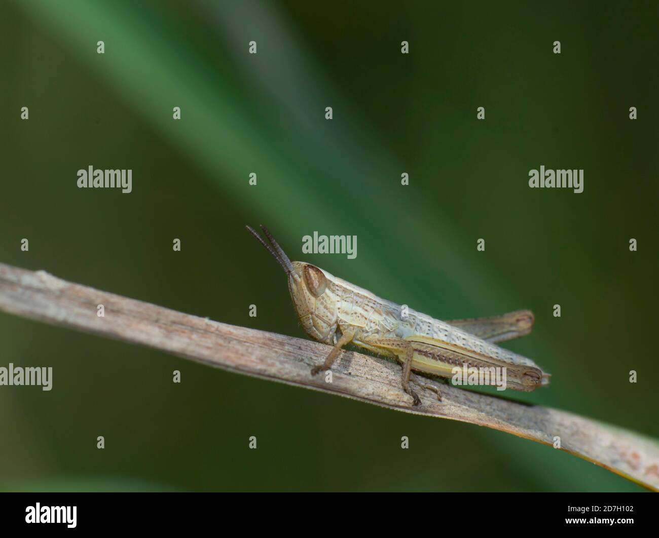 close-up of a small brown cricket on a blade of grass in a selective ...