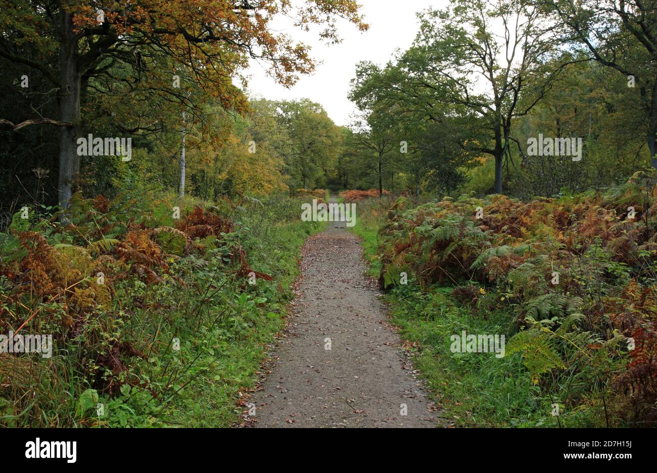 Chaddesley woods hi-res stock photography and images - Alamy