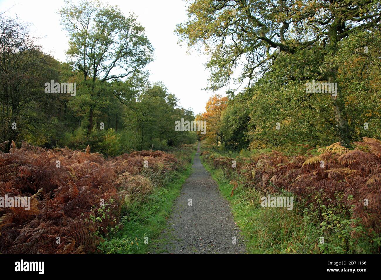 Chaddesley woods hi-res stock photography and images - Alamy