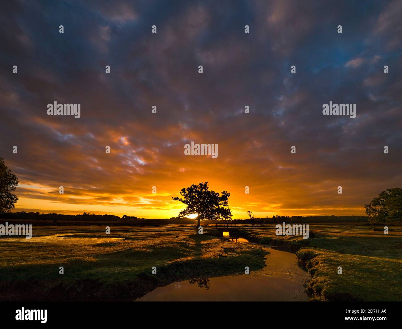 New Forest Daybreak Stock Photo - Alamy