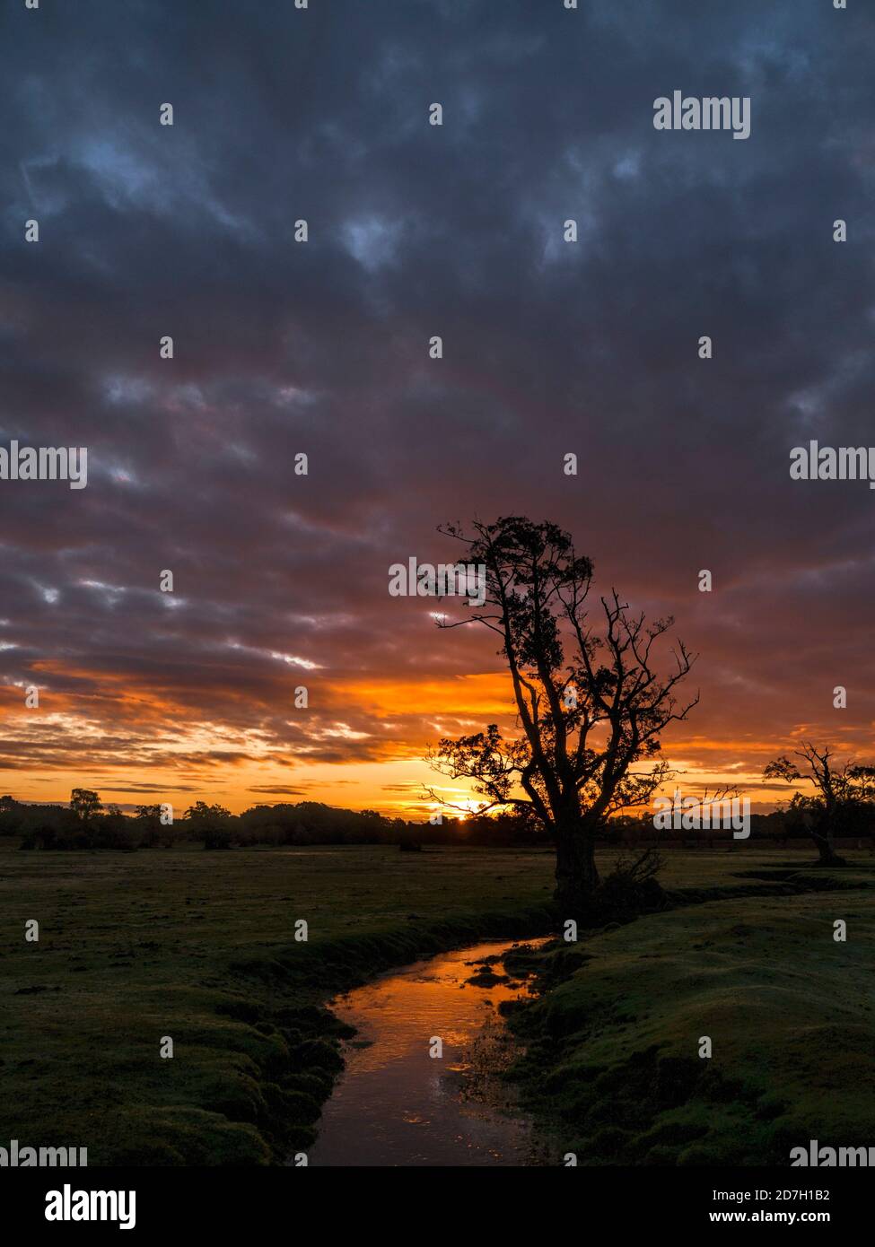 Dawn tree hi-res stock photography and images - Alamy