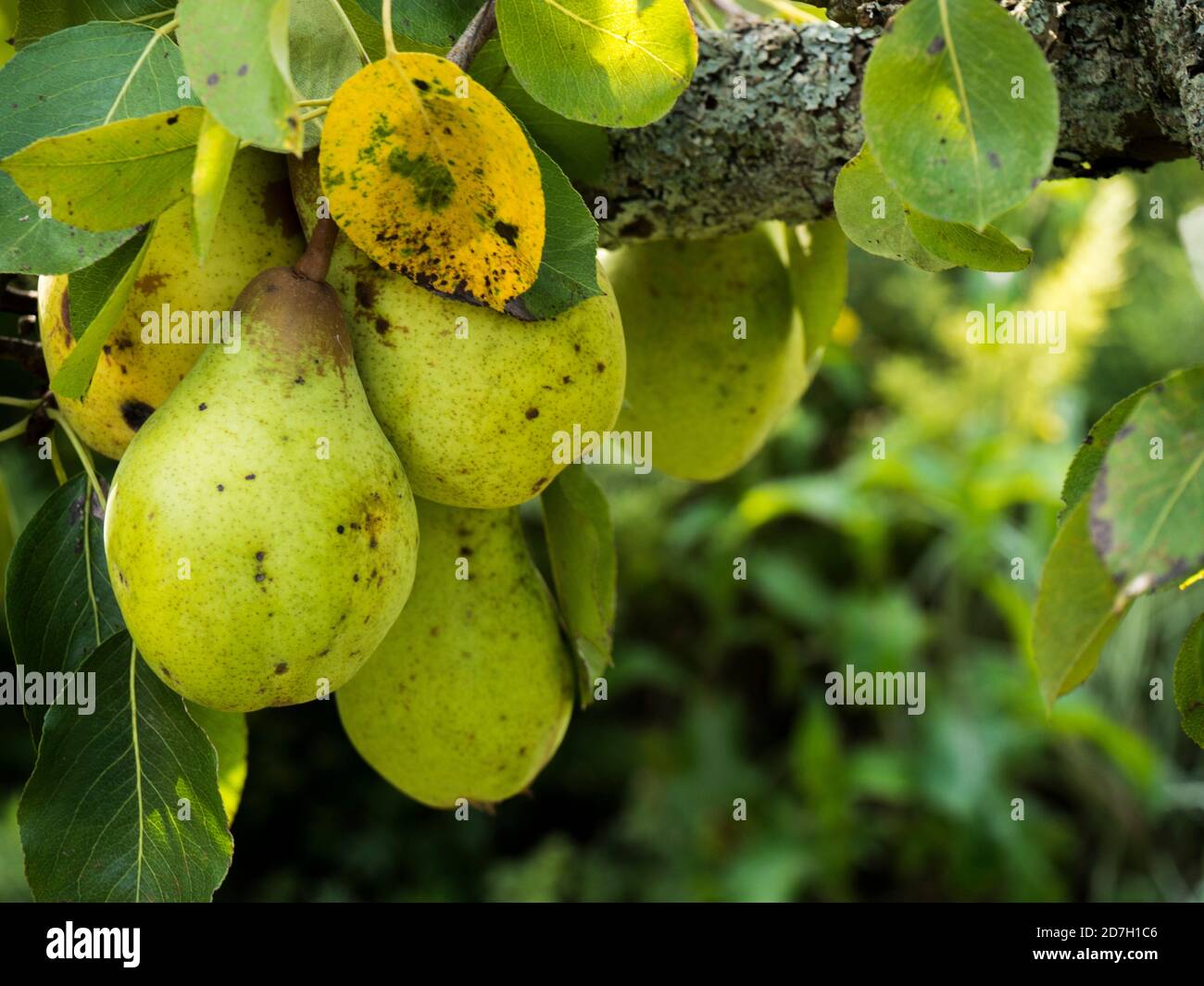 Pears on a tree Stock Photo - Alamy
