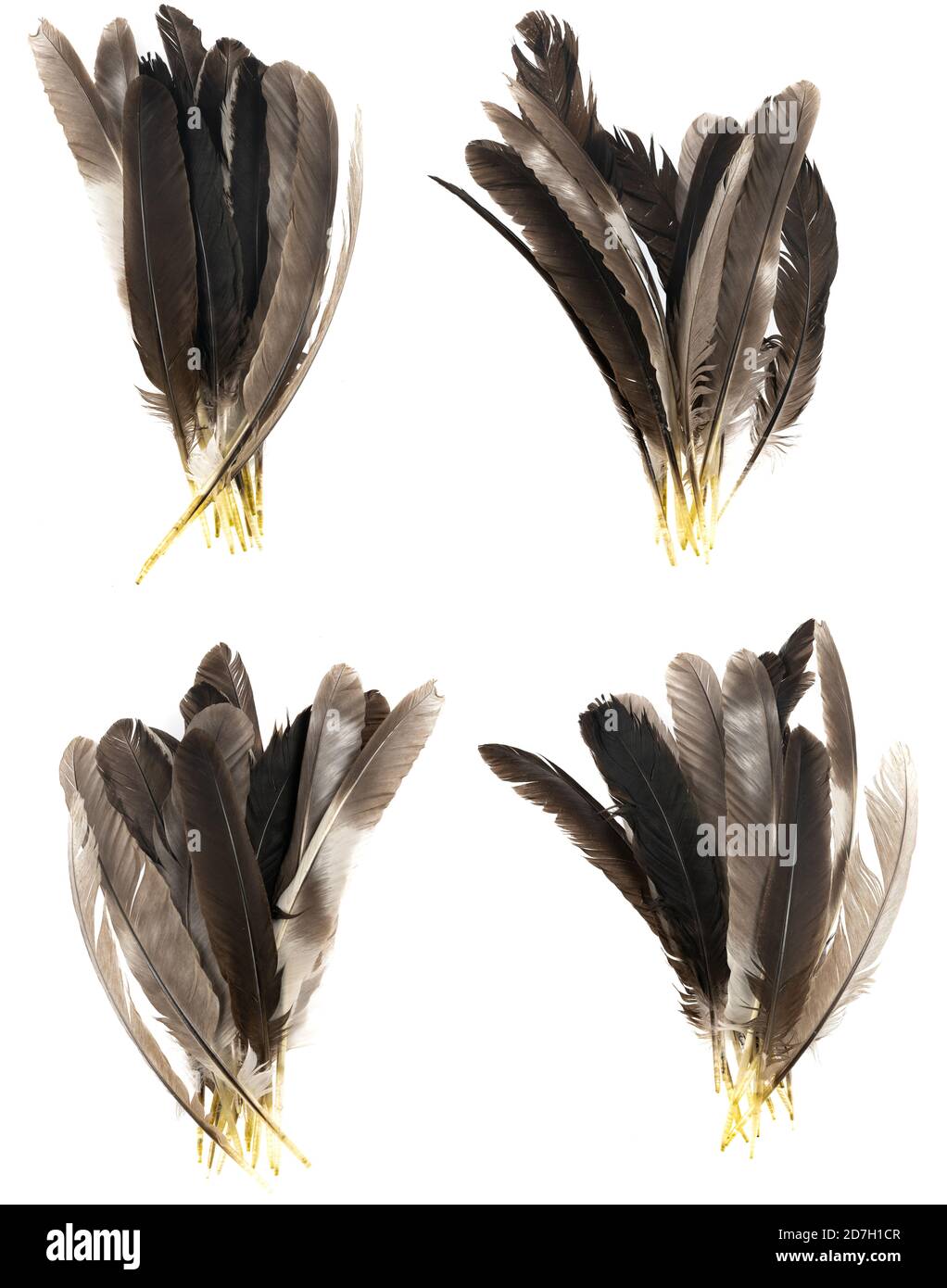 Natural bird feathers isolated on a white background. collage pigeon ...