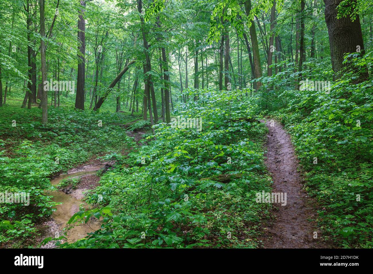 Green spring wet forest with paths and streams Stock Photo - Alamy
