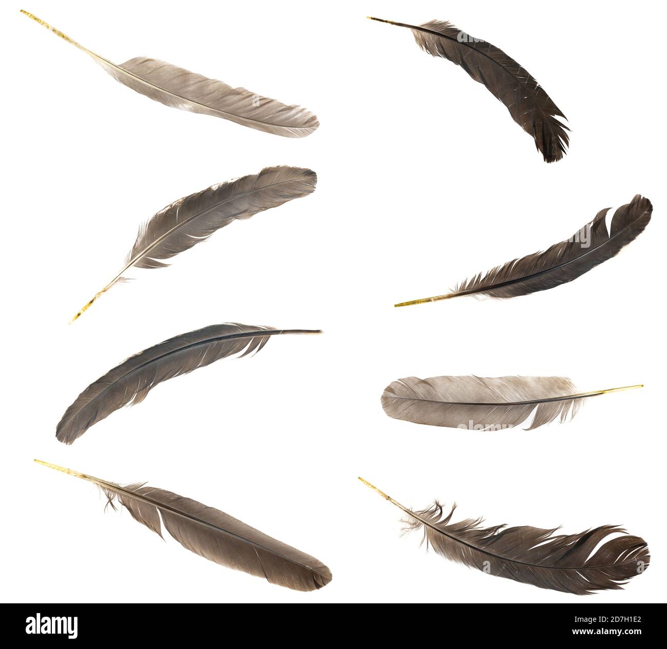 Natural bird feathers isolated on a white background. collage pigeon ...