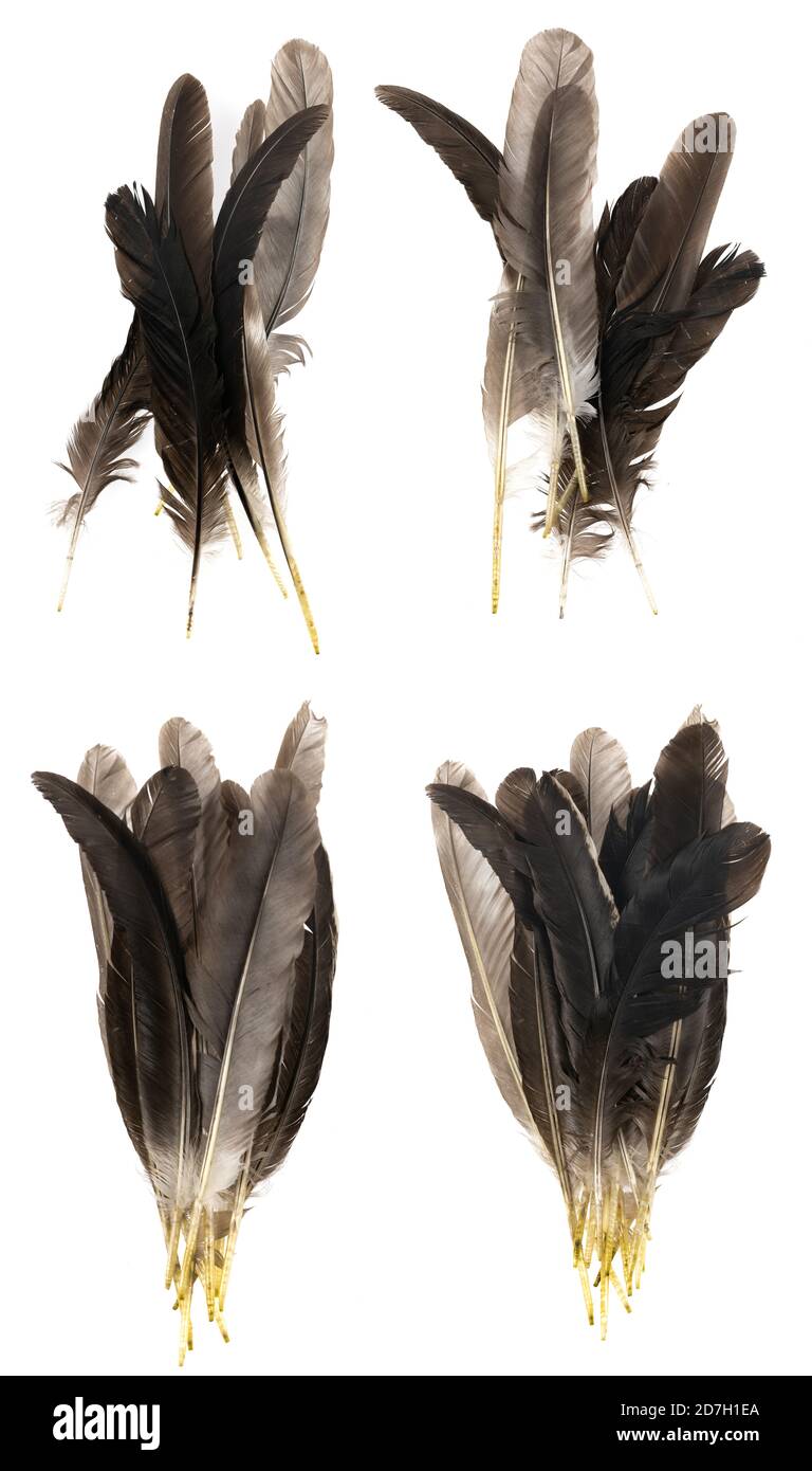 Natural bird feathers isolated on a white background. collage pigeon ...