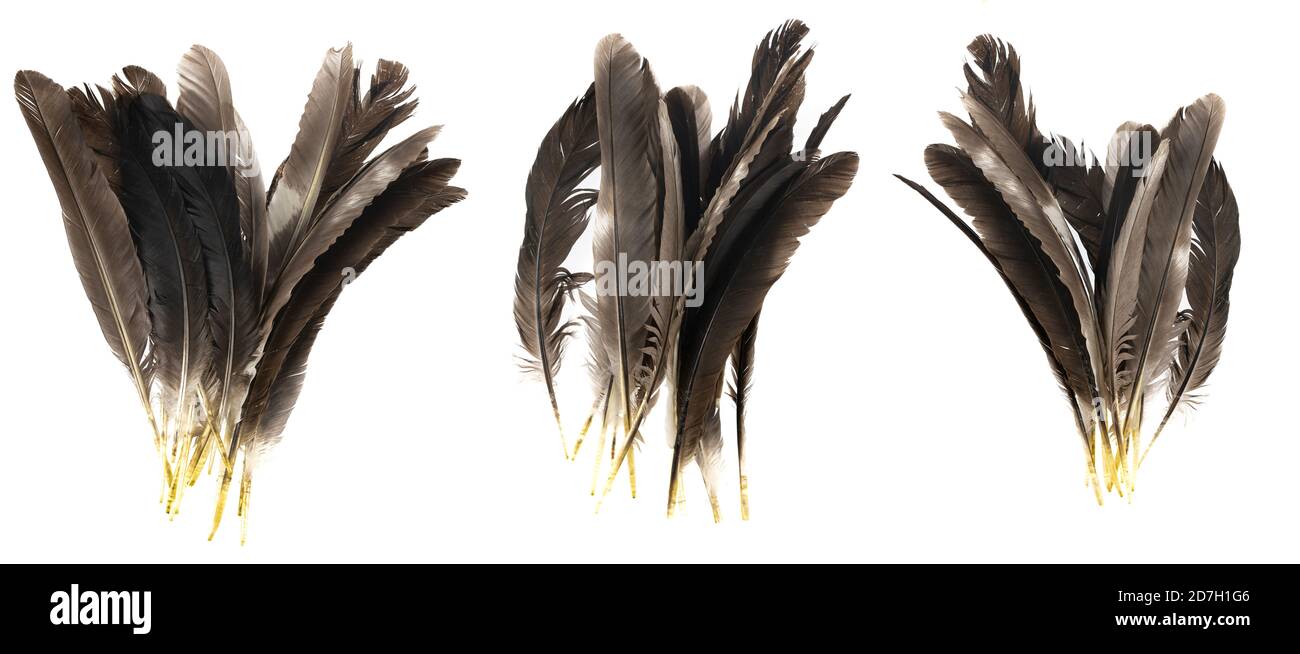 Natural bird feathers isolated on a white background. collage pigeon ...