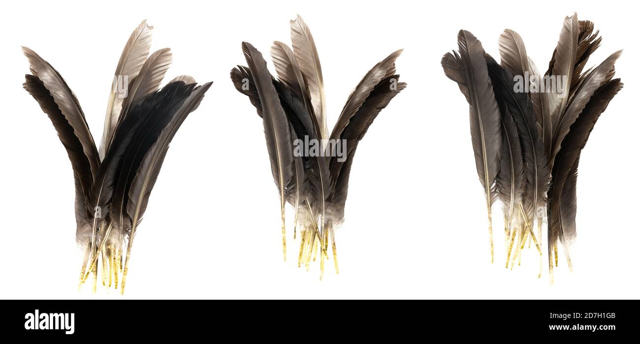 Natural bird feathers isolated on a white background. collage pigeon ...