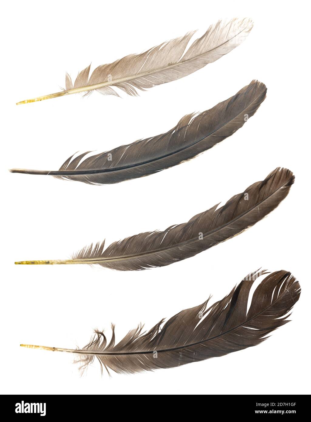 Natural bird feathers isolated on a white background. collage pigeon ...