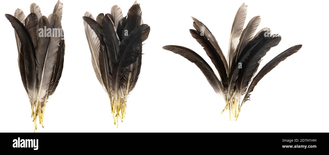 Natural bird feathers isolated on a white background. collage pigeon ...