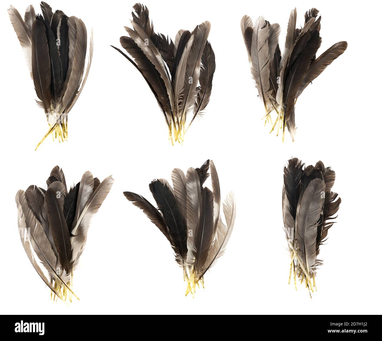 Collage of a bird hi-res stock photography and images - Alamy