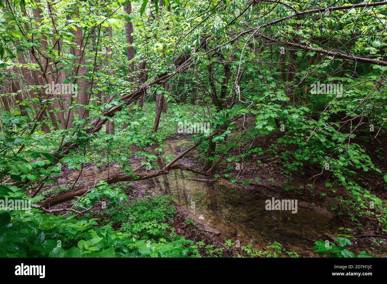 Green spring wet forest with paths and streams Stock Photo - Alamy