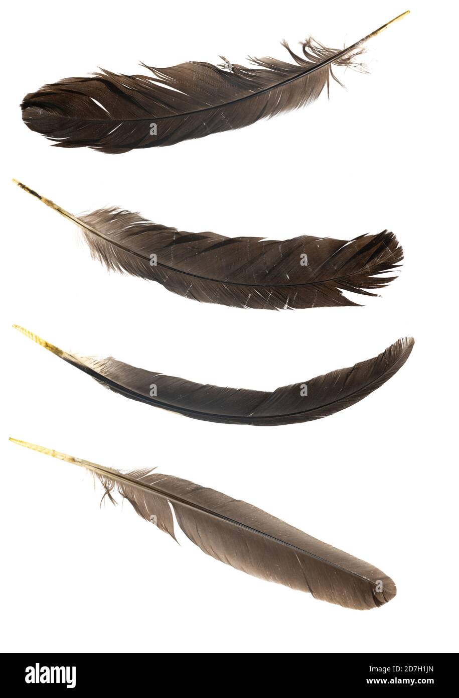 Natural bird feathers isolated on a white background. collage pigeon ...