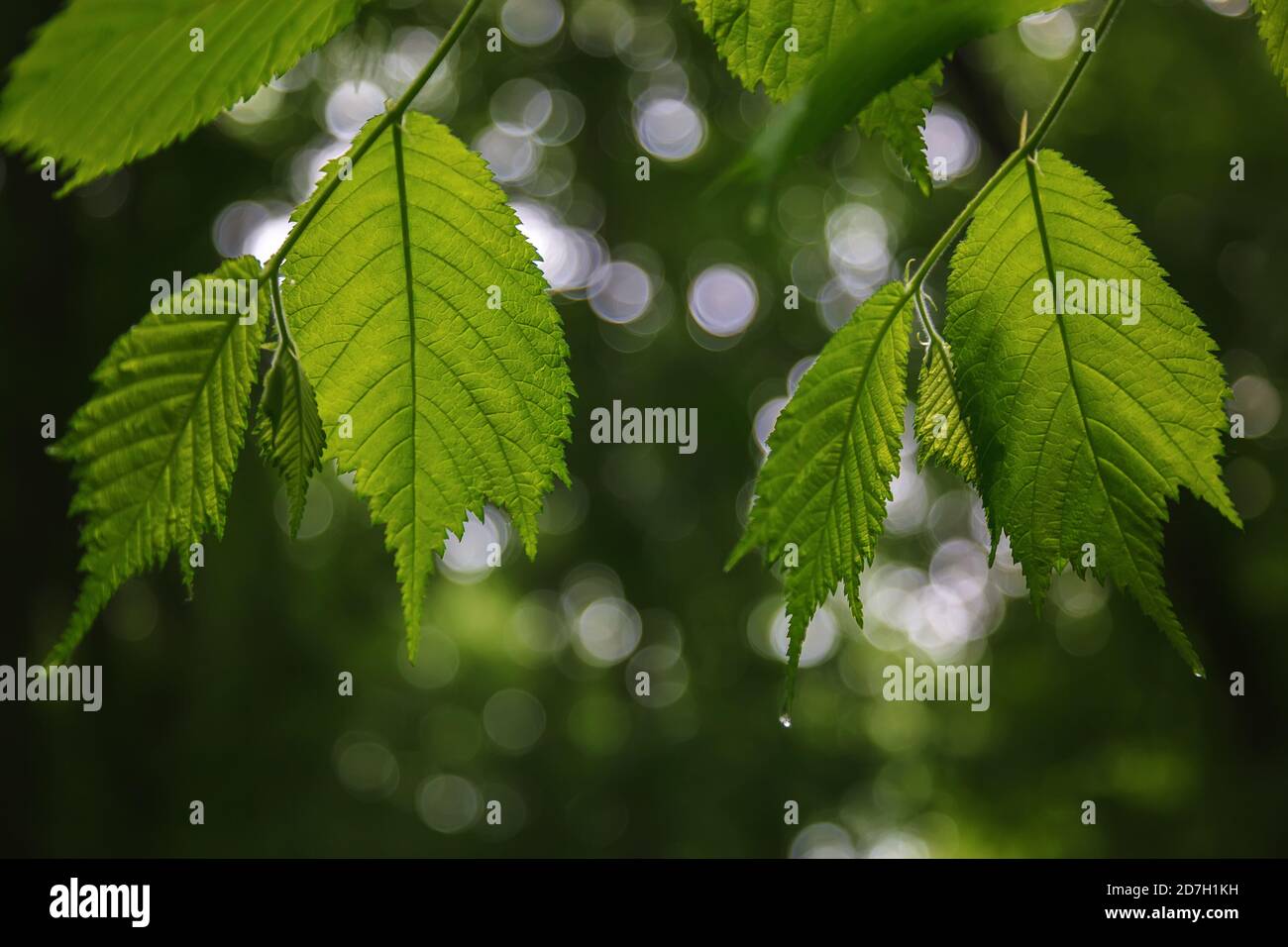Fresh leaves in a green spring forest Stock Photo - Alamy