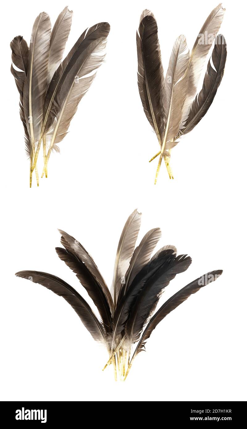 Indian rooster feathers hi-res stock photography and images - Alamy